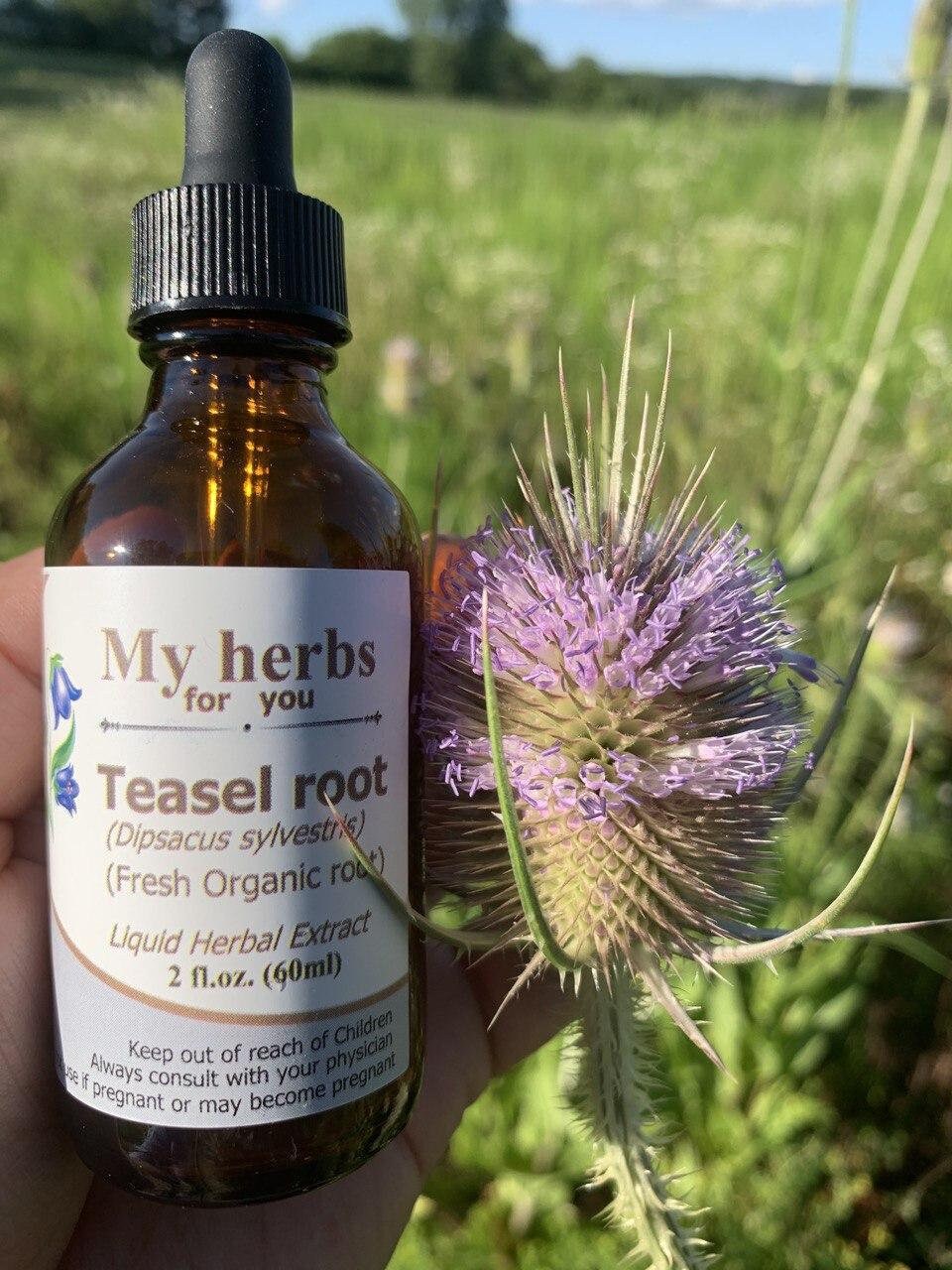 Teasel Root Tincture Dipsacus Sylvestris - Etsy
