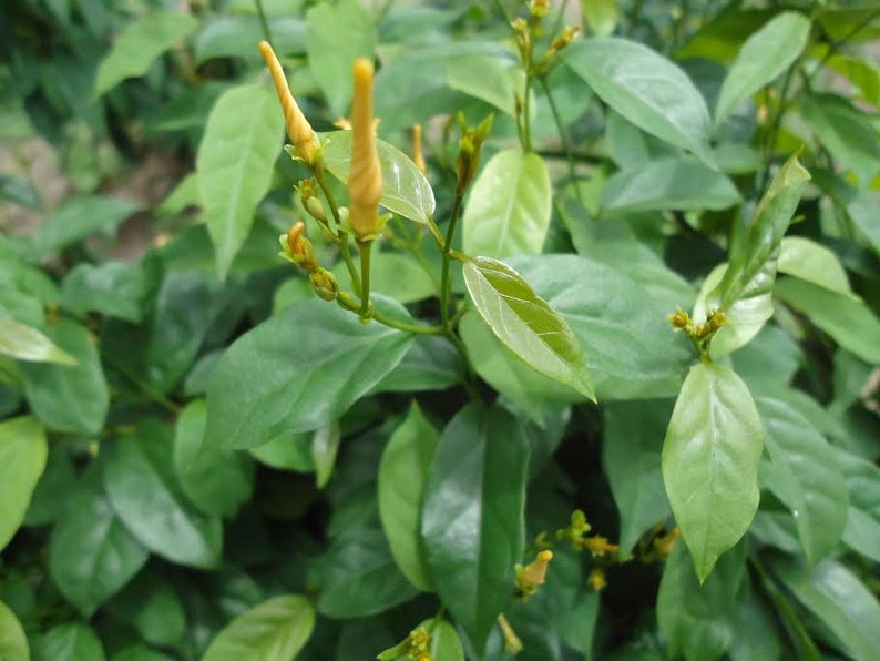 Cryptolepis Sanguinolenta Tincture - Etsy