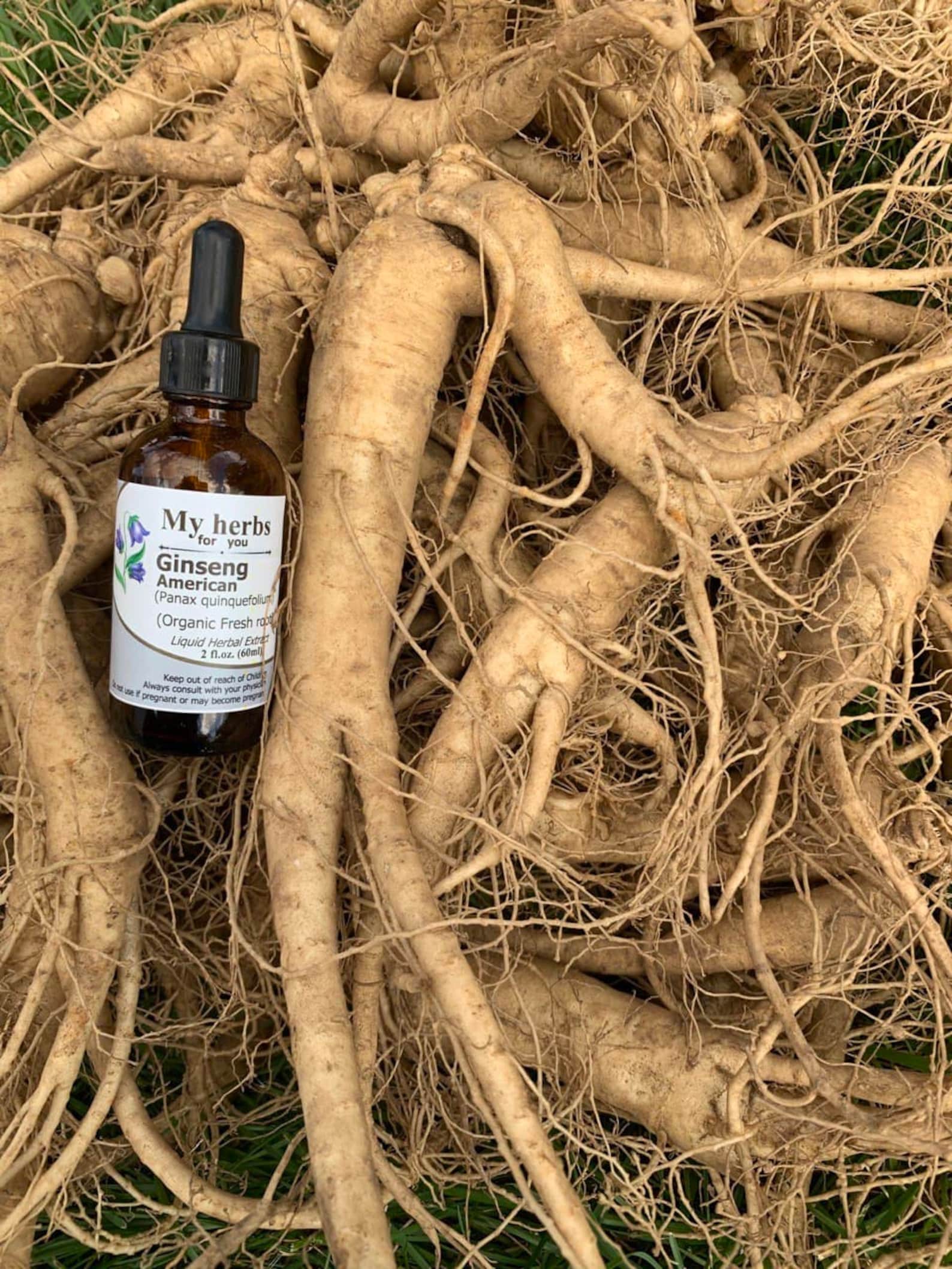 Ginseng (FRESH Organic Roots) Tincture, Ginseng American, Panax ...