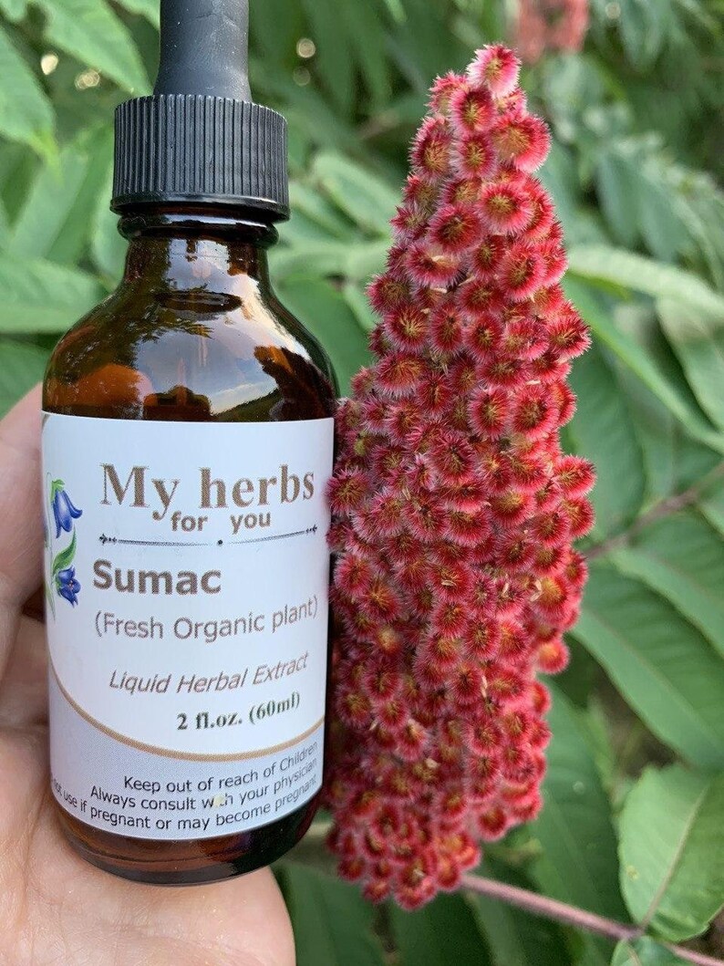 Sumac FRESH Organic Plant Tincture Staghorn Sumac | Etsy