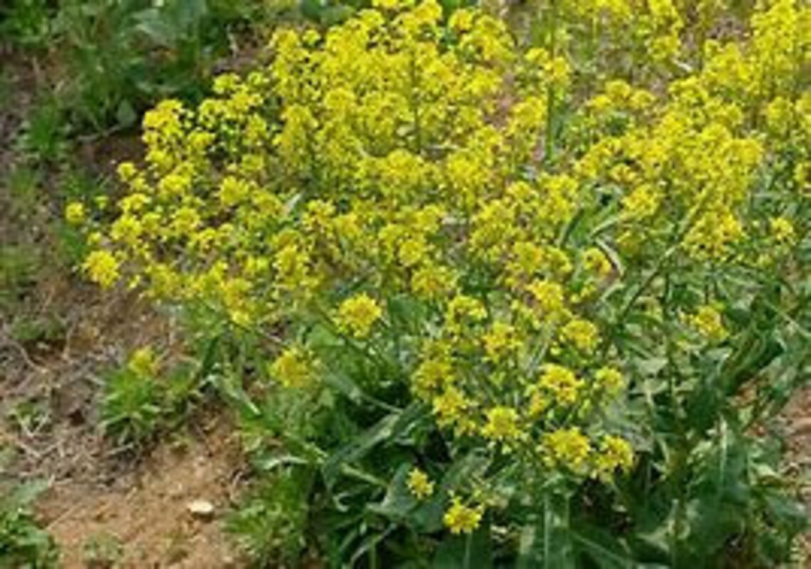 Isatis Root double Extract Tincture - Etsy