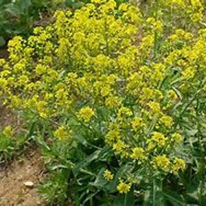 Isatis Root (double Extract) Tincture - Etsy