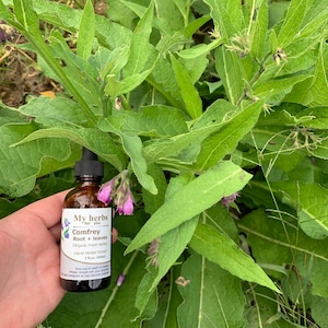 Comfrey Root Oil, Organic - Etsy Canada