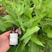 Comfrey Root Oil, Organic - Etsy Canada