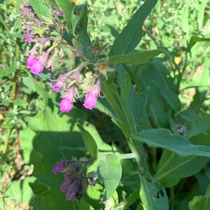 Comfrey Root Oil, Organic - Etsy Canada