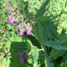 Comfrey Root Oil, Organic - Etsy Canada