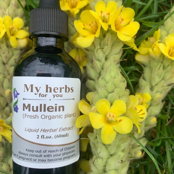 Mullein Leaves Tincture - Etsy