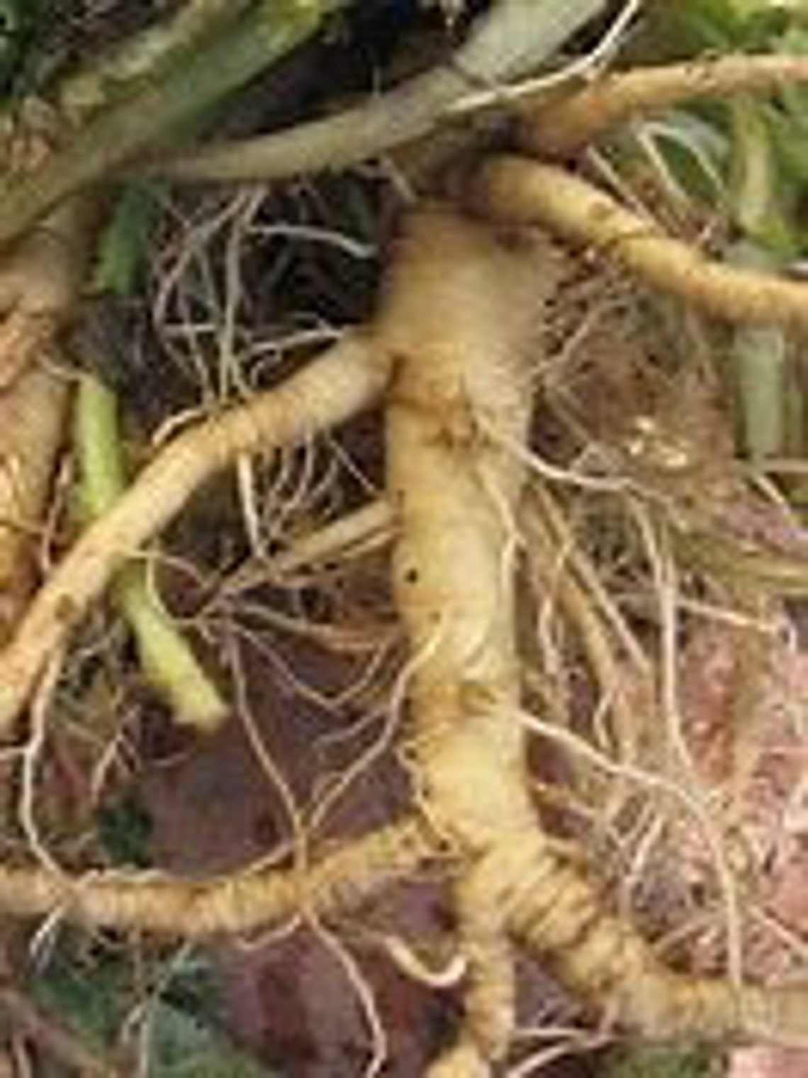 Teasel Root Tincture Dipsacus Sylvestris - Etsy