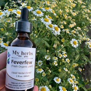 Feverfew FRESH Organic Tincture, Featherfew, - Etsy