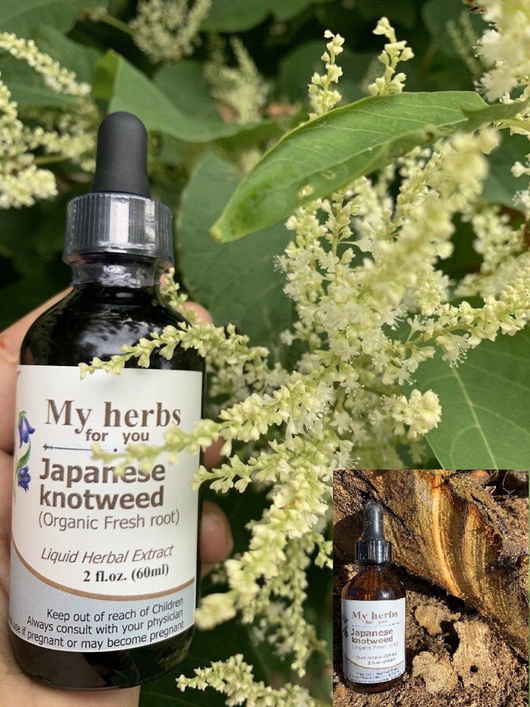Japanese Knotweed, FRESH Organic Root Tincture - Etsy