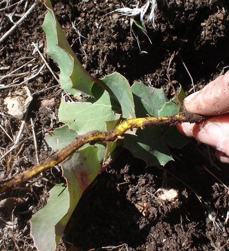 Oregon Grape Root Tincture - Etsy