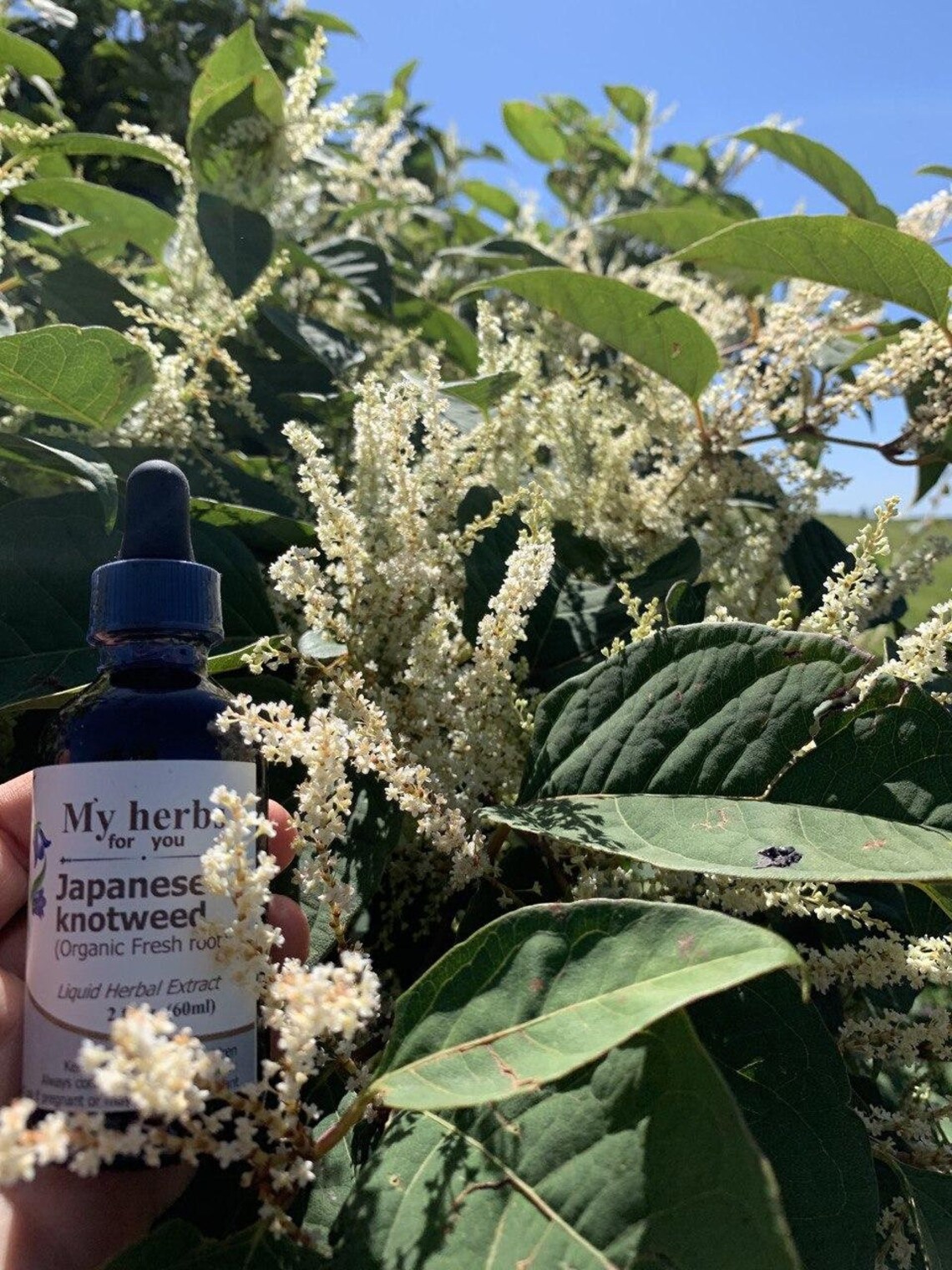 Japanese Knotweed Herbal Extract, Alcohol Free; Organic - Etsy