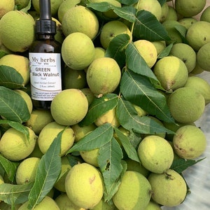 Green Black Walnut Hull Tincture, Organic (made From Green Walnuts Hull ...