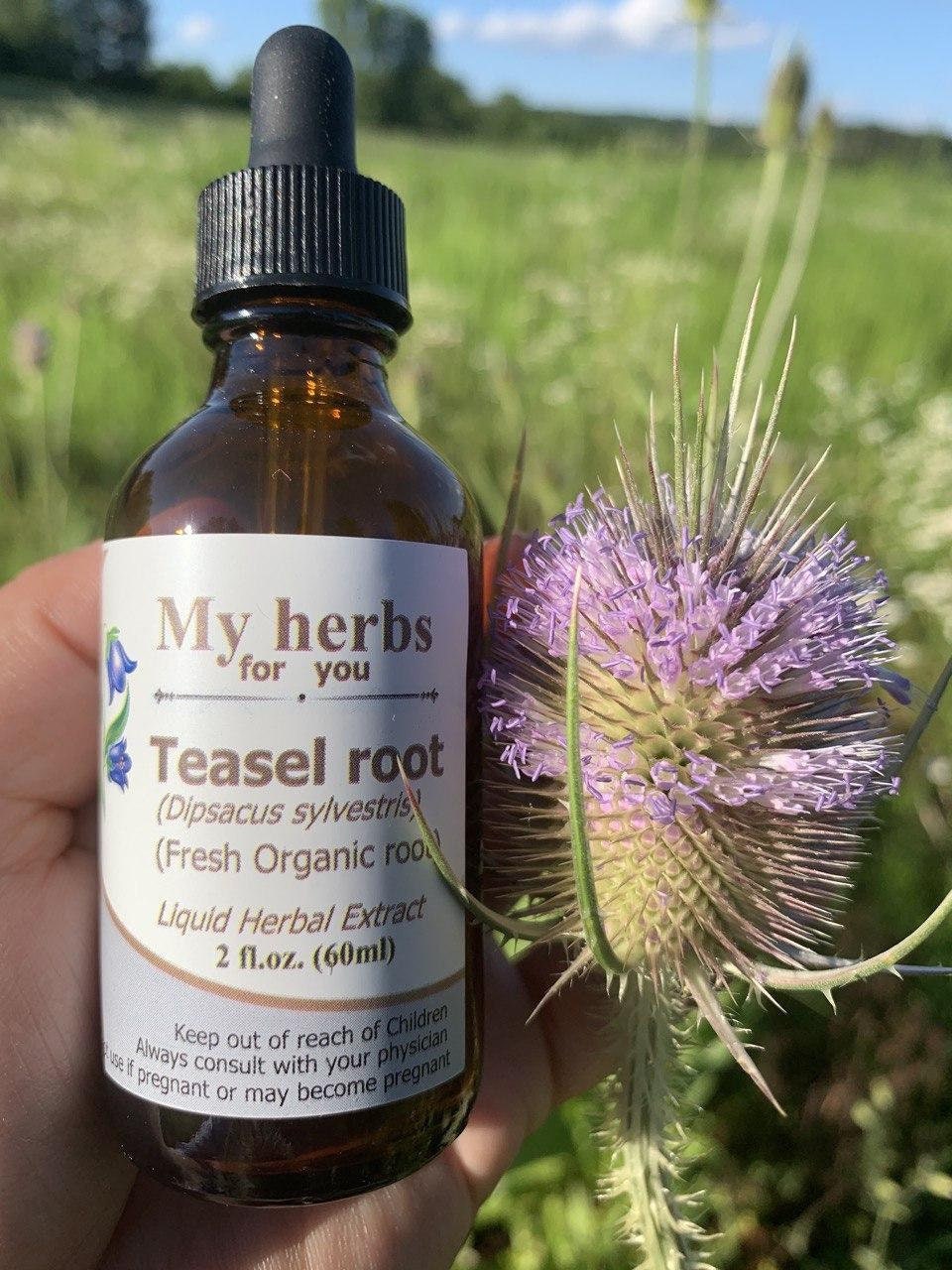 Teasel Root Tincture Dipsacus Sylvestris - Etsy