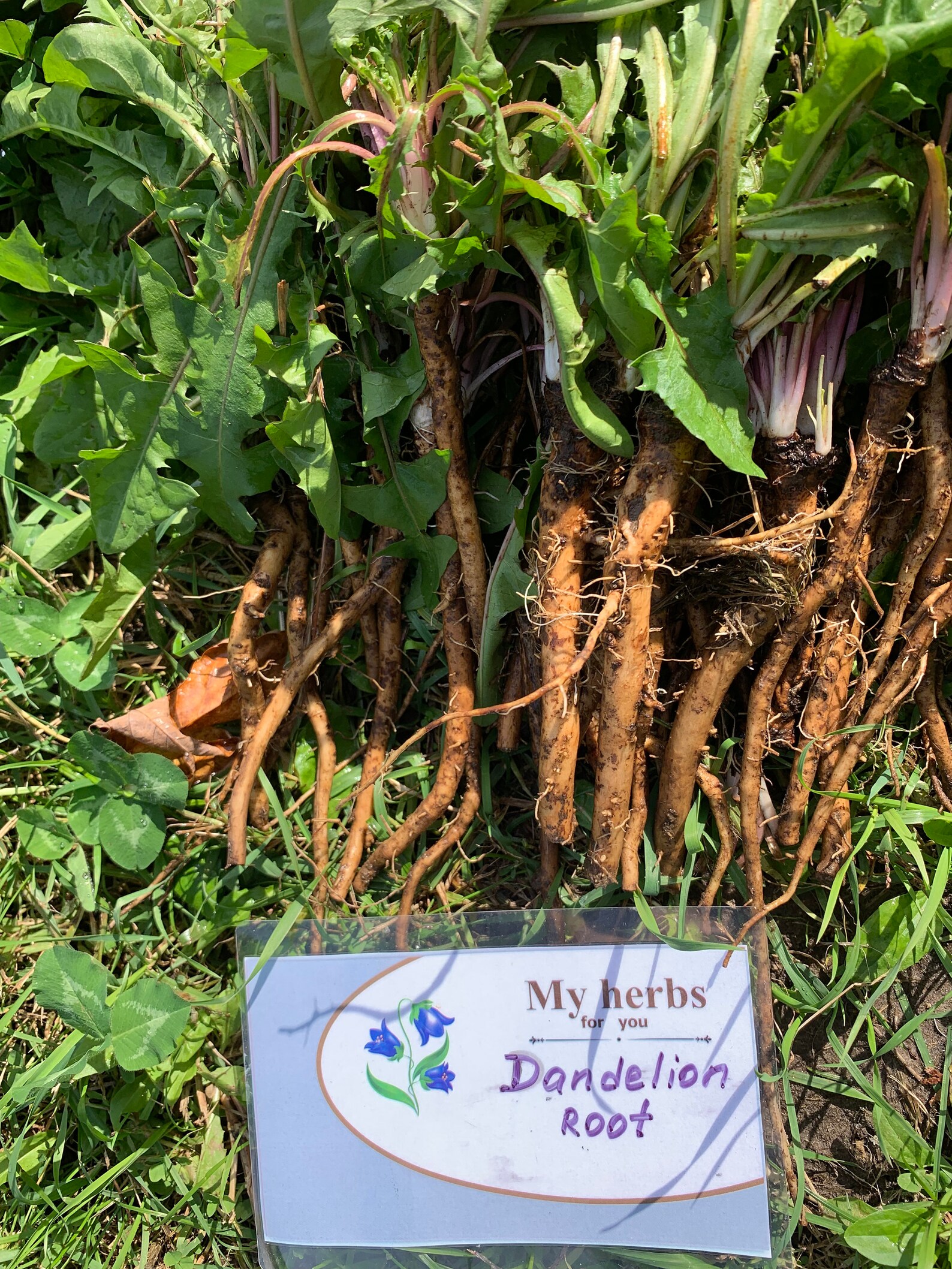 Dandelion (fresh Leaves+ Roots) Tincture, Organic - Etsy