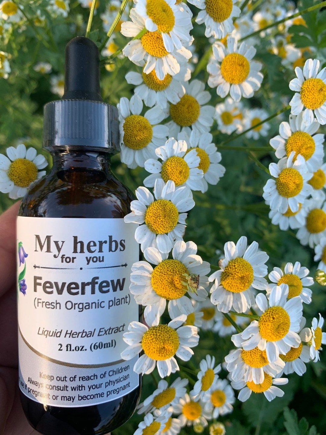 Feverfew FRESH Organic Tincture, Featherfew, - Etsy