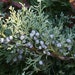 Juniper Tincture - Etsy
