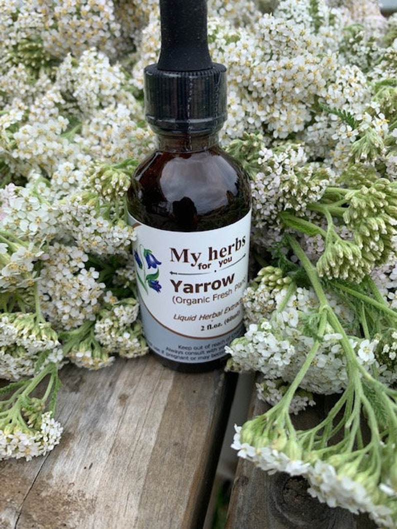 Yarrow (FRESH Organic Plant) Tincture, Achillea - Etsy