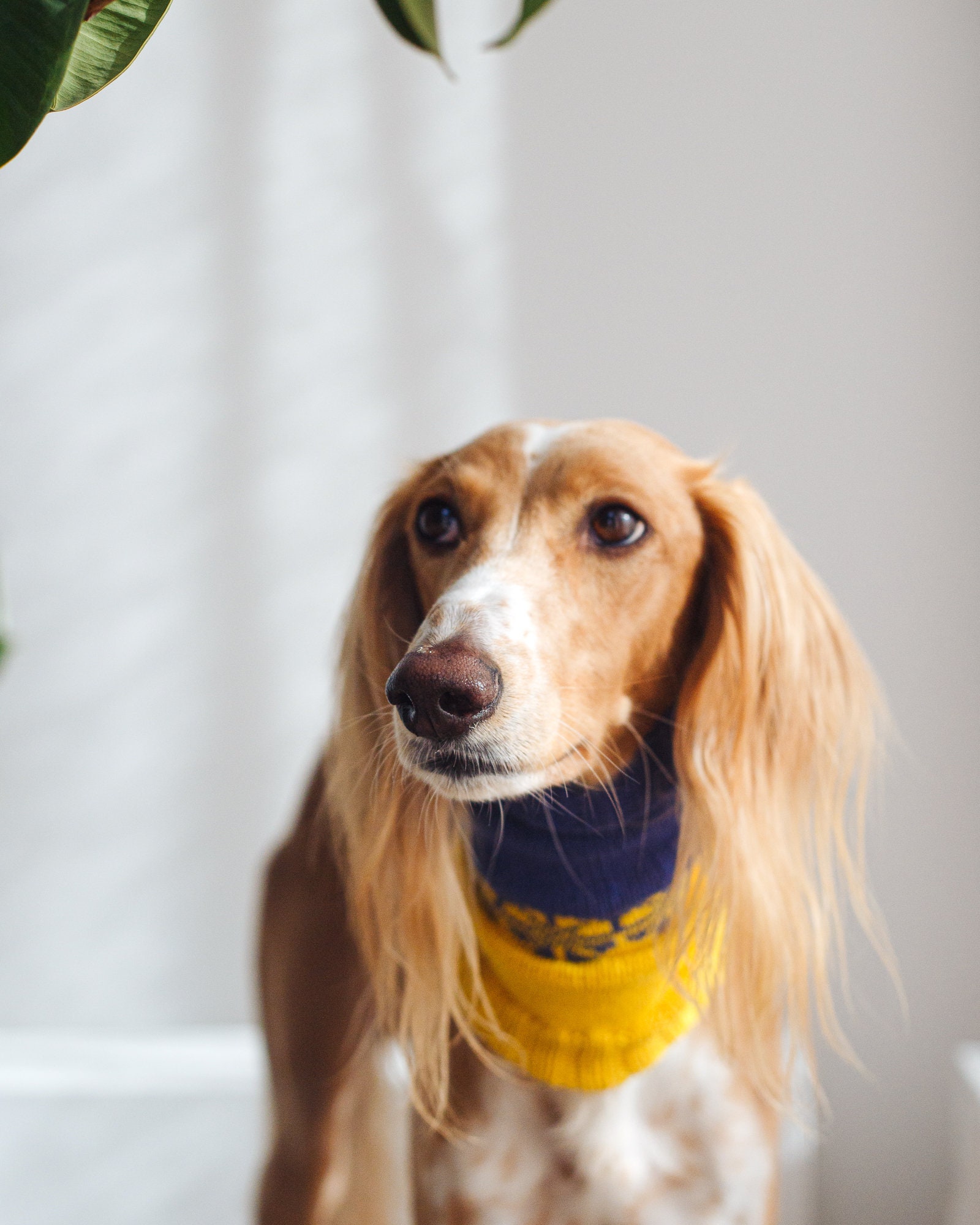 Support Ukraine Knitting Pattern for Dog Snood / Sunflower | Etsy