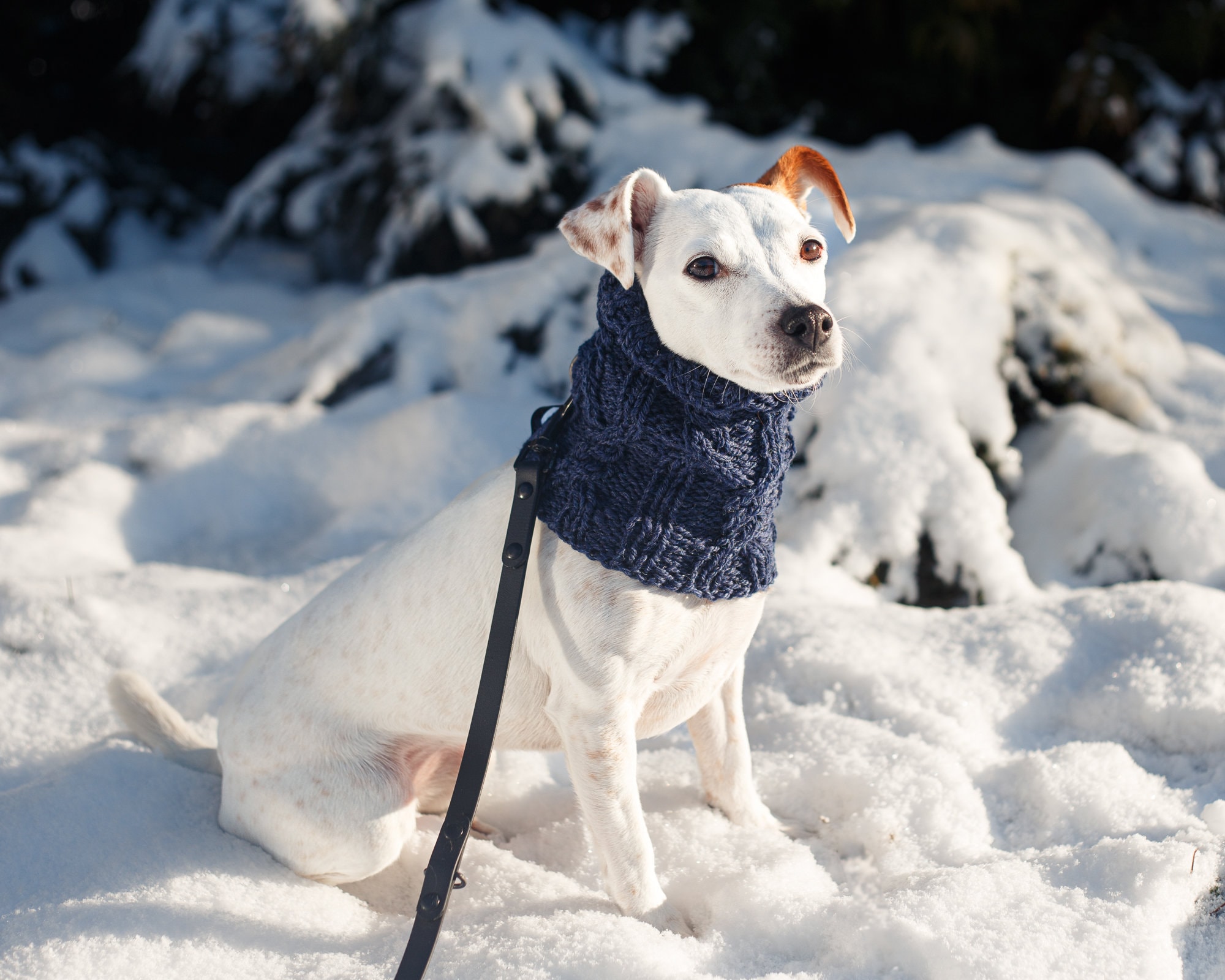Dog Snood Knitting Pattern / Winter Snood for Dog / Written and Chart ...