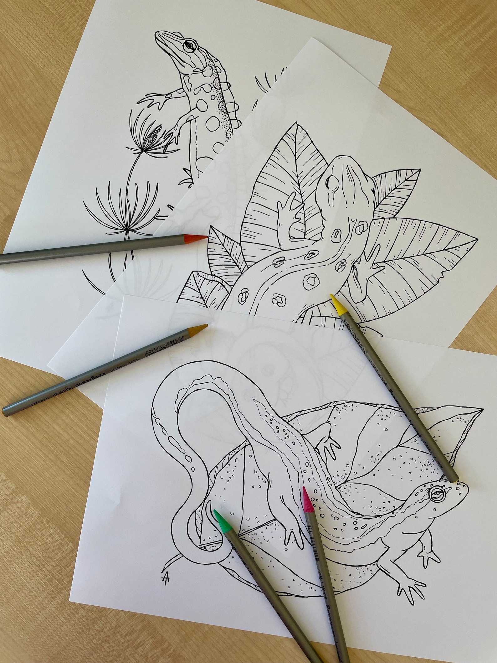 Newts and Salamanders - 10 Printable Coloring Sheets - Etsy