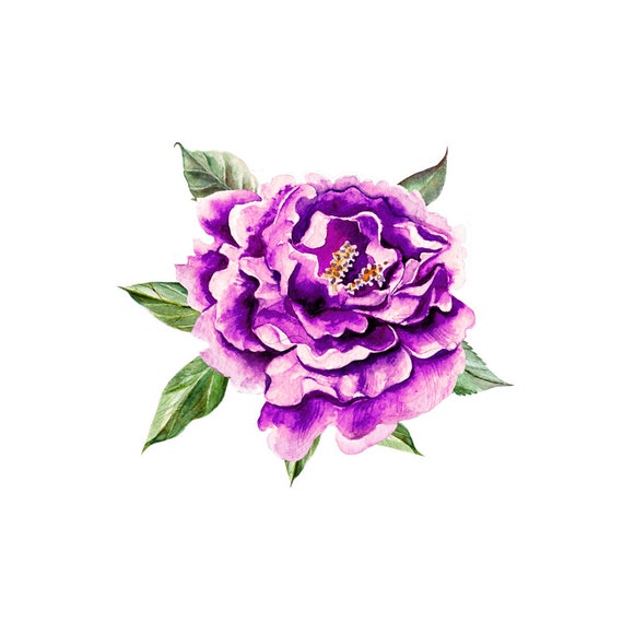 Tatuaje De Flores De Acuarela Morada Descarga Pintura De Acuarela De