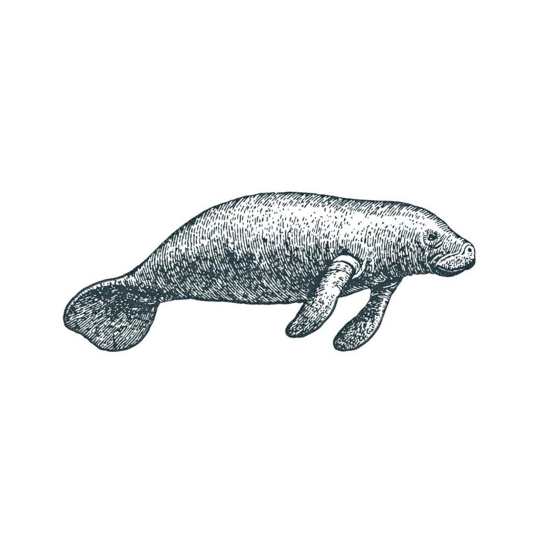 Manatee Tattoo - Manatee Temporary Tattoo / Sea Mammal Tattoo / Manatee ...