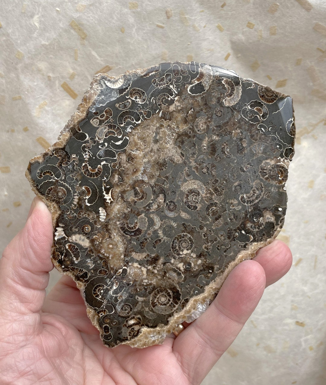 Jurassic Ammonite Polished Slab - 'promicroceras' From Marston Magna UK ...