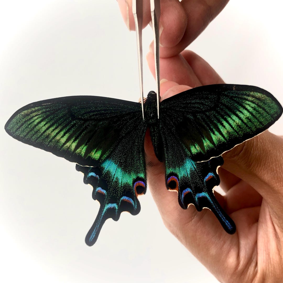 Papilio Maacki Ssp. Jezoensis (SPRING FORM Male) - Unmounted/wing ...