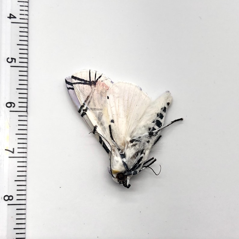 Picasso Moth (baorisa Hieroglyphica) - UNMOUNTED/WING CLOSED Real Moth ...