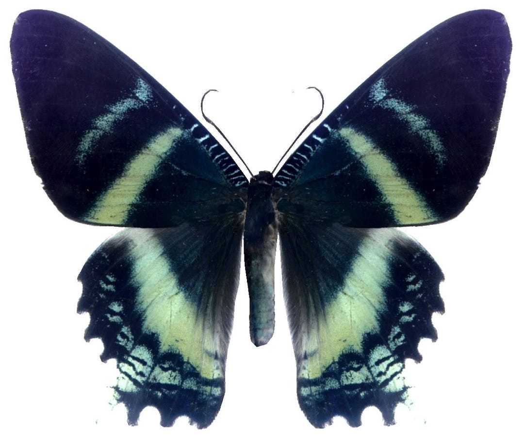 A Pack of 5 Pcs X Alcides Orontes (A1 Males) - UNMOUNTED/WING CLOSED ...