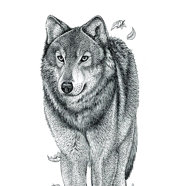 Pen and Ink Wolf - Etsy
