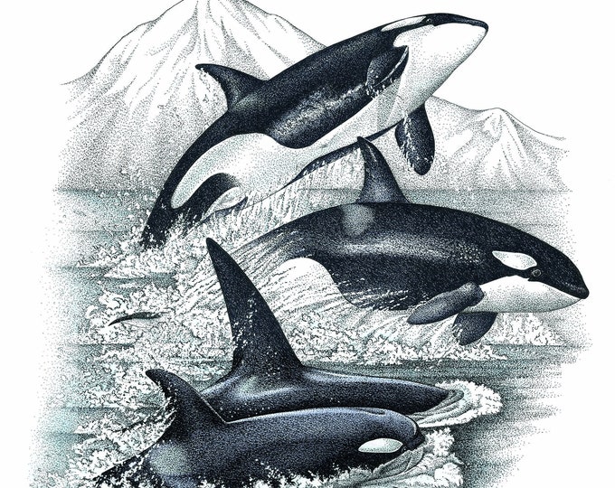 Large Orca Whales Art Print, Pen Ink Drawing Unframed - Etsy