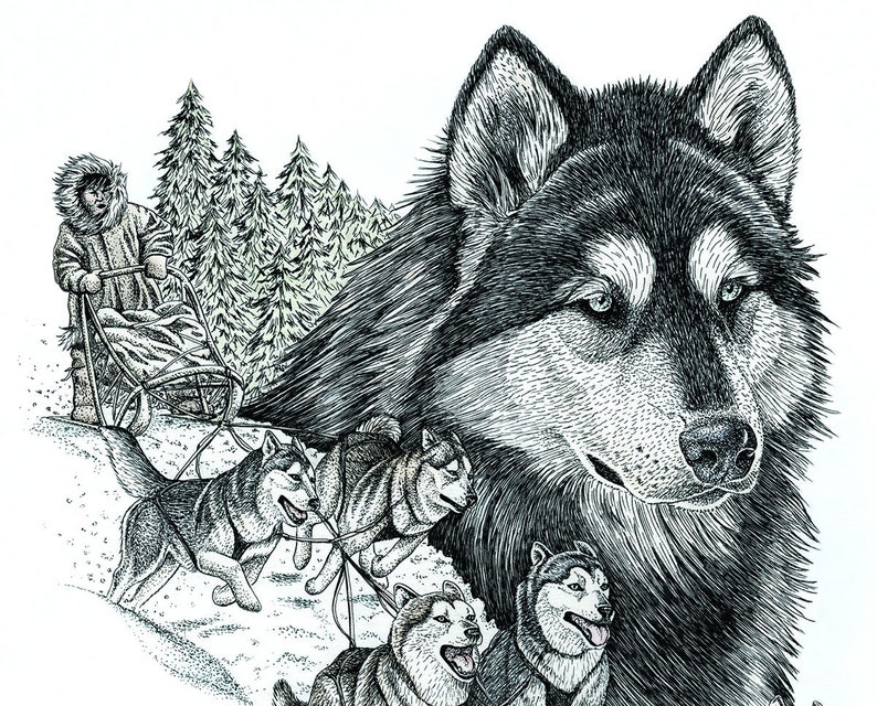 Dogsled Art Print, Pen Ink Drawing, Sled Dog Team, Arctic Dog Sled ...
