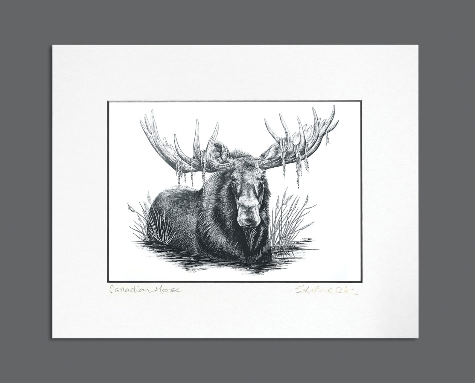 Small Canadian Moose Animal Art Print Pen Ink Wildlife - Etsy Canada