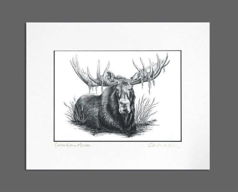 Small Canadian Moose Animal Art Print Pen Ink Wildlife - Etsy Canada