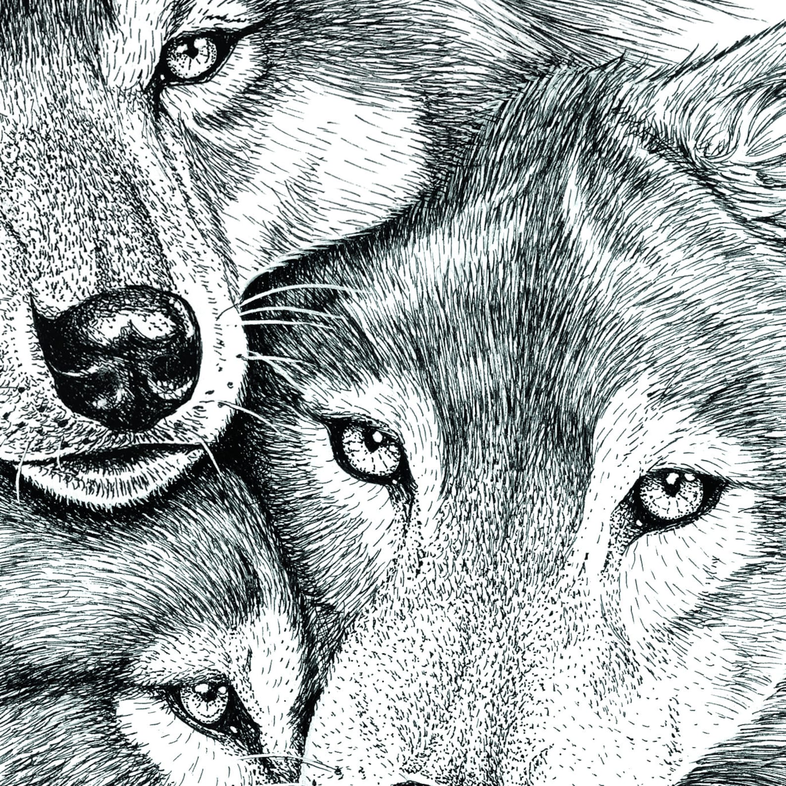 Large Wolf Triad Art Print, Pen Ink Drawing Unframed - Etsy Canada