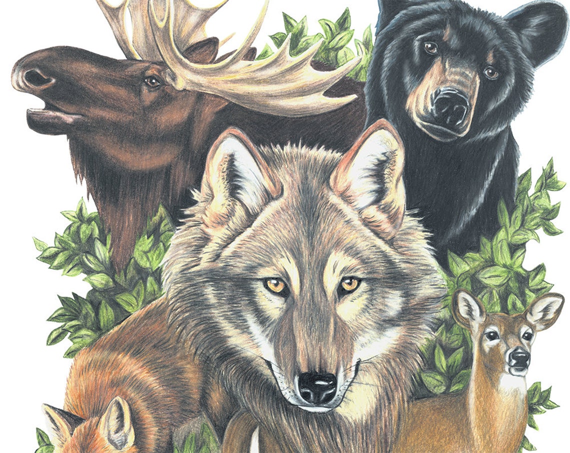 Large Great Lakes Animals Art Print Pen Ink Drawing Unframed - Etsy