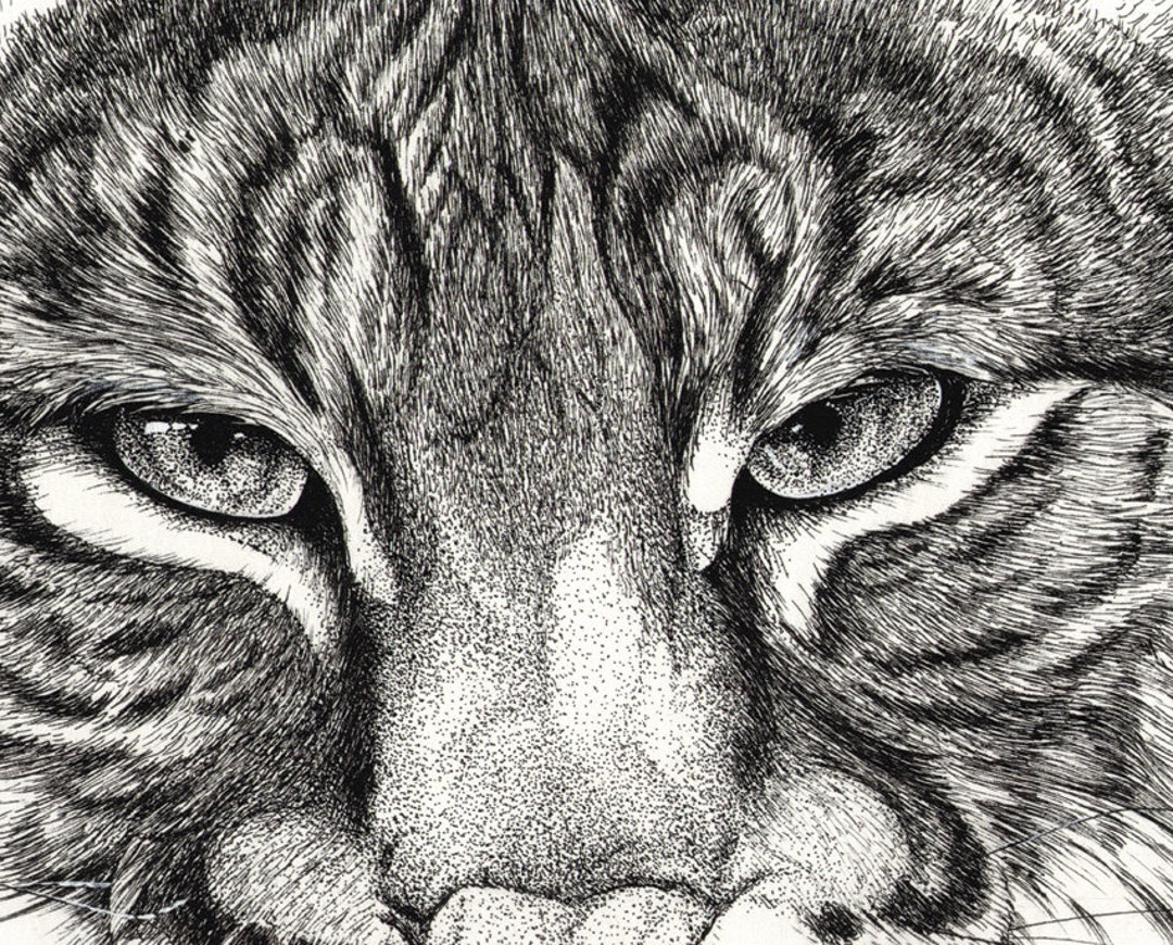 Small Bobcat Animal Art Print Pen Ink Drawing Print Unframed - Etsy Canada
