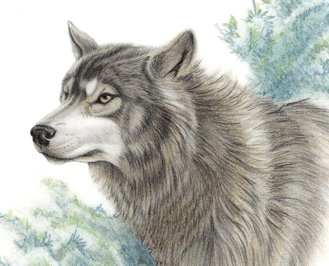 Impression d’art animal de loup alpha, dessin au crayon de couleur non ...