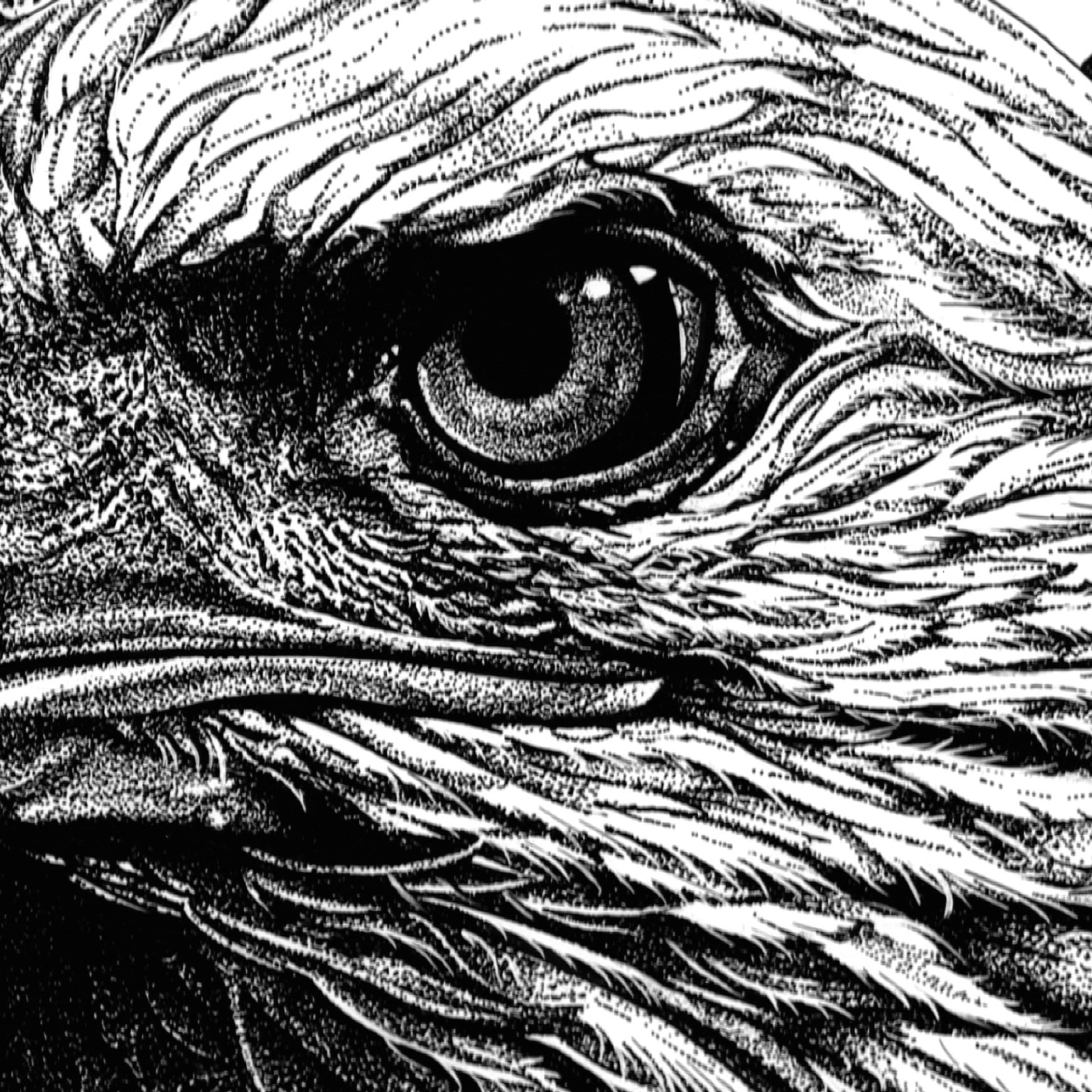 Small Bald Eagle Bird Art Print, Pen Ink Wildlife Drawing Print ...