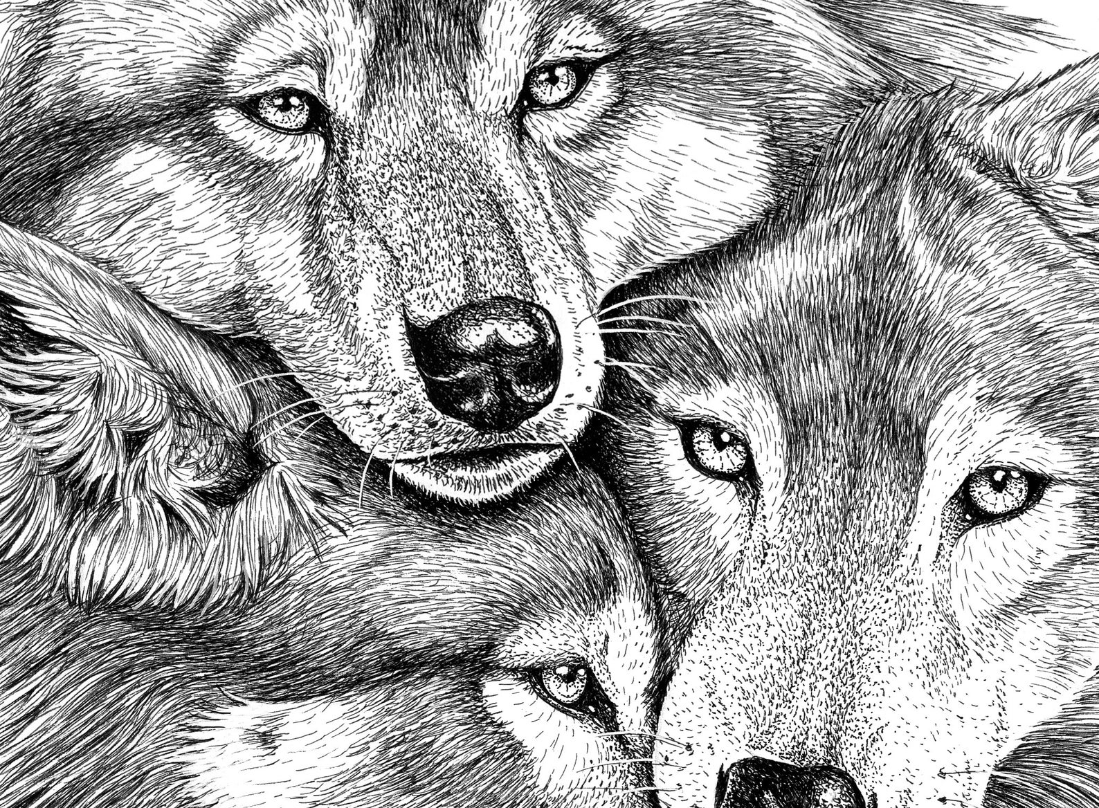 Large Wolf Triad Wolf Family Pen and Ink Art Digital Download - Etsy