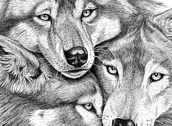Wolf Family Lineart