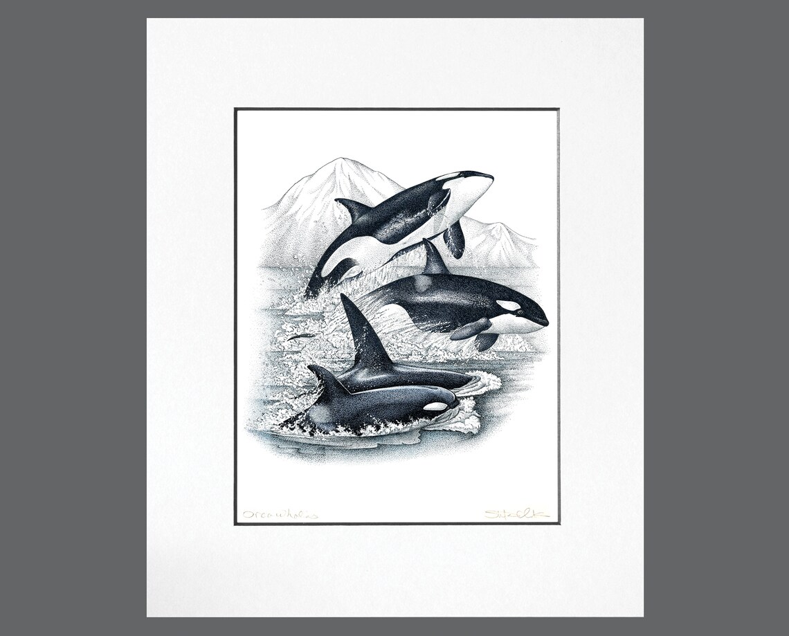 Large Orca Whales Art Print Pen Ink Drawing Unframed - Etsy