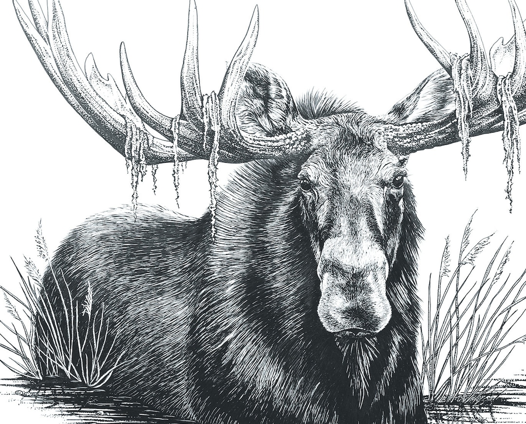 Small Canadian Moose Animal Art Print, Pen Ink Wildlife Drawing Print ...