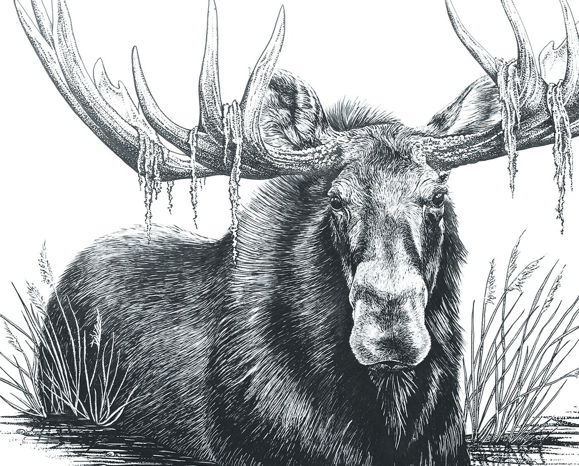 Small Canadian Moose Animal Art Print Pen Ink Wildlife - Etsy Canada