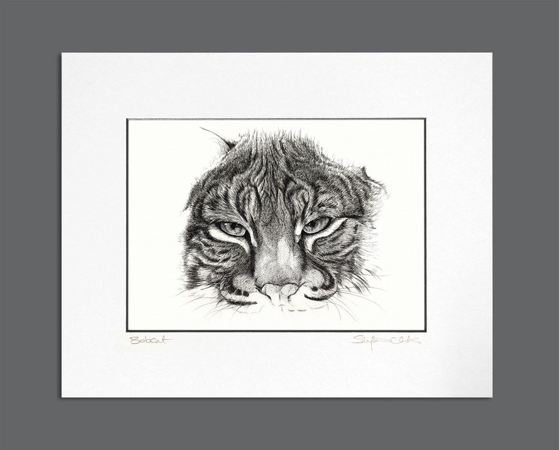 Small Bobcat Animal Art Print Pen Ink Drawing Print Unframed - Etsy Canada