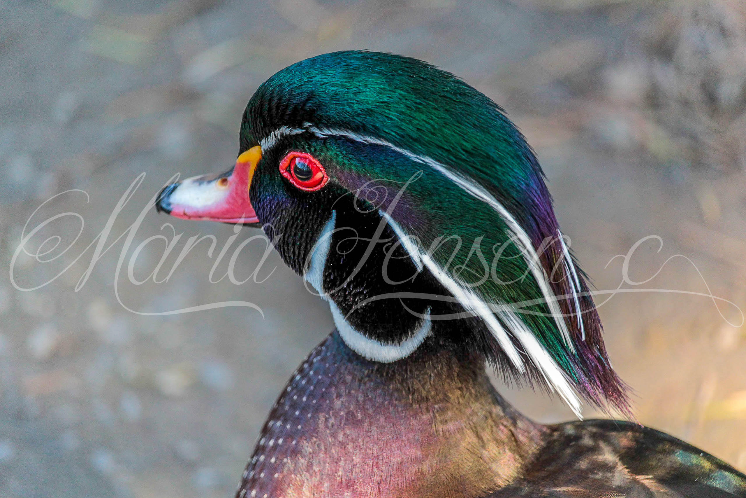 Wood Duck Portrait - Etsy