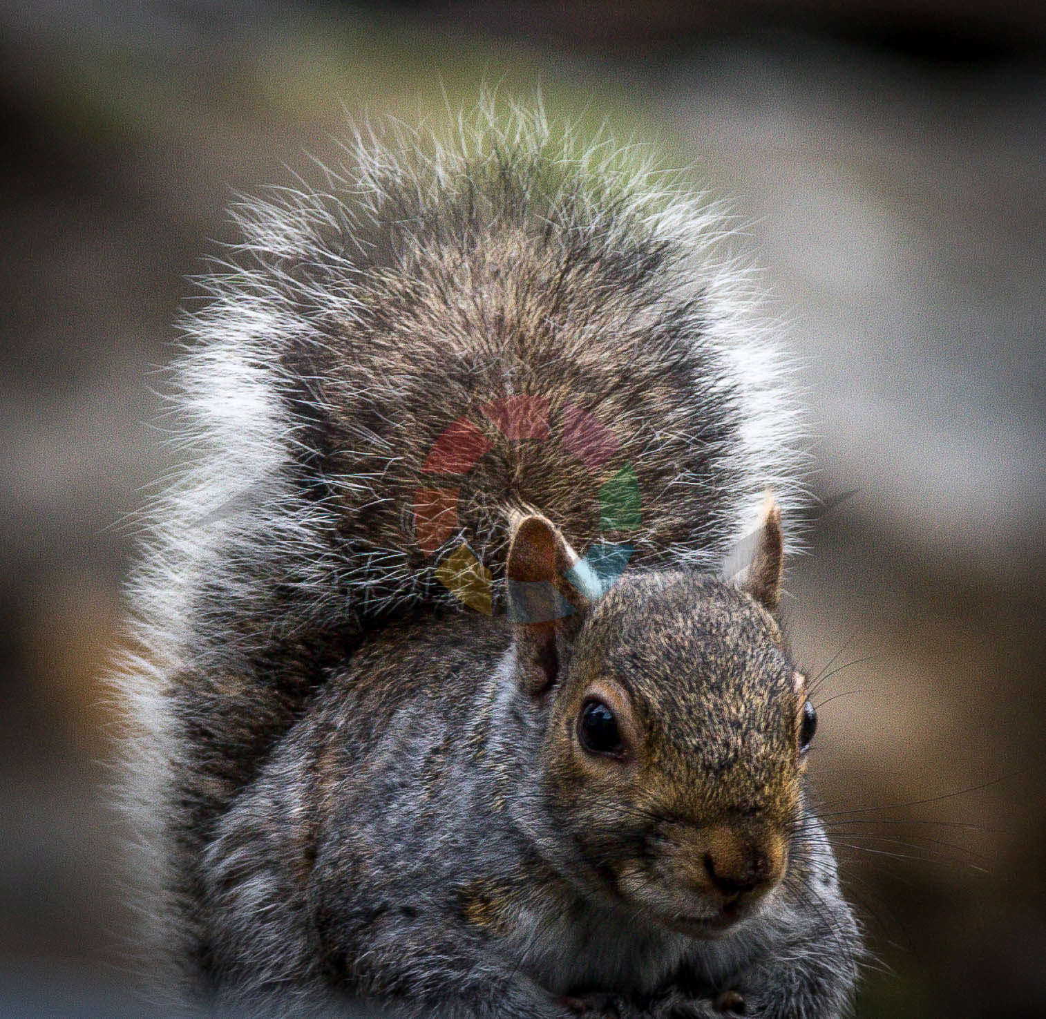 Fluffy the Squirrel - Etsy