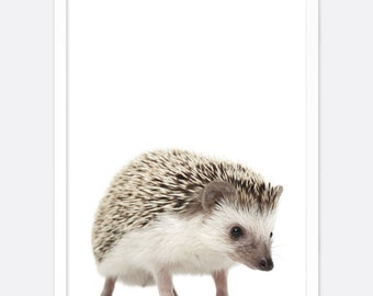 Hedgehog Poster | Etsy